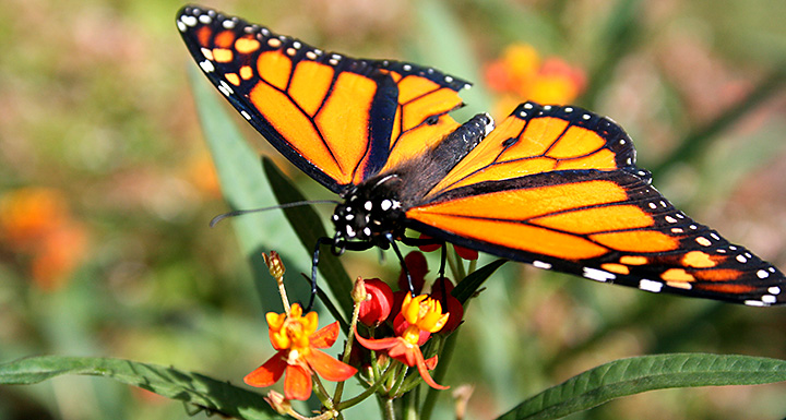 Butterfly Trail Garden List | Jimmy Carter